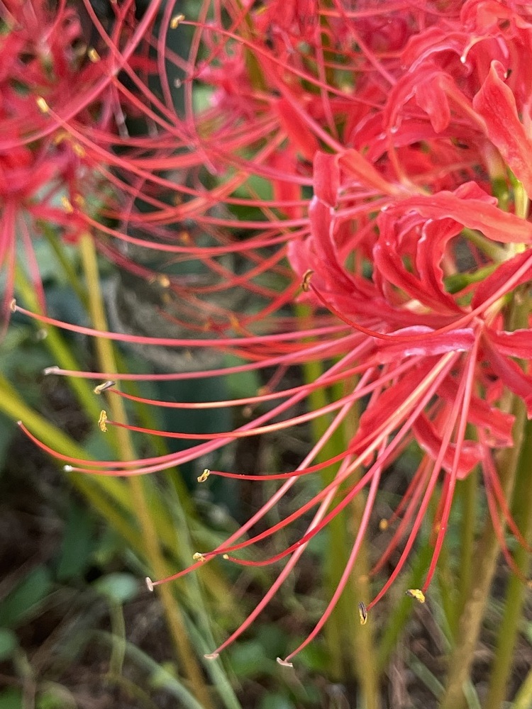 今年もいつもの散歩道で彼岸花に出逢えました。: 空・雲好きイラストレーターの一人言